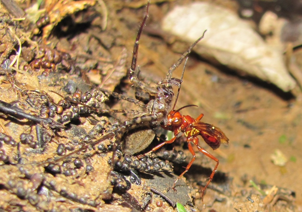 Golden Hunting Wasp from Tamahunga on December 30, 2018 at 02:02 PM by ...