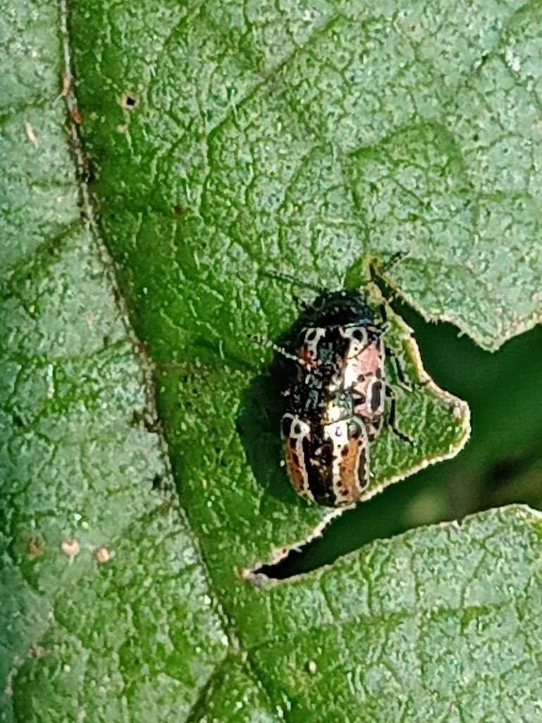 Calligrapha lepidula in July 2023 by Anayeli Guzmán Enríquez · iNaturalist