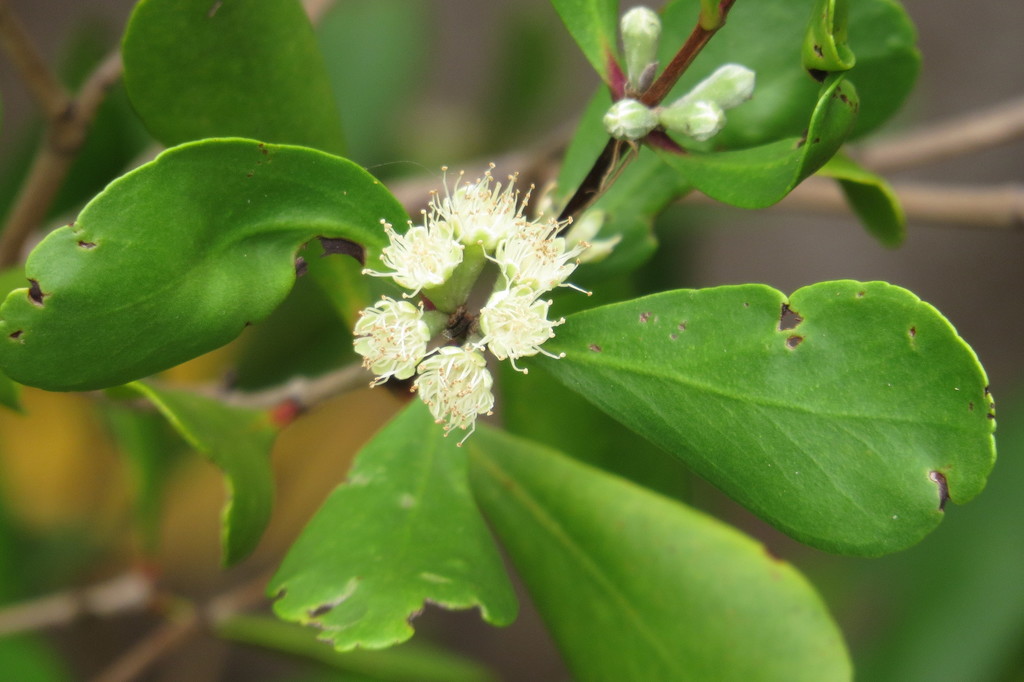 myrtle mangrove (Osbornia octodonta) - Botanical Realm