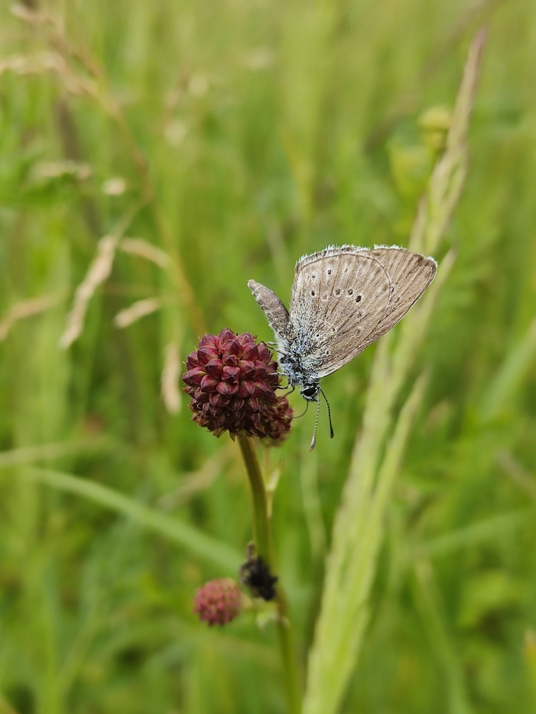 Scarce Large Blue in July 2023 by Elena Kasandina · iNaturalist