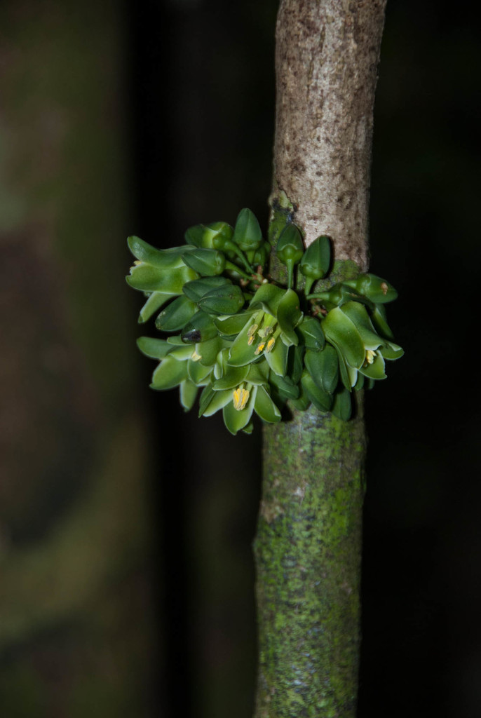 Brexia madagascariensis from Masoala, Analanjirofo, Toamasina ...