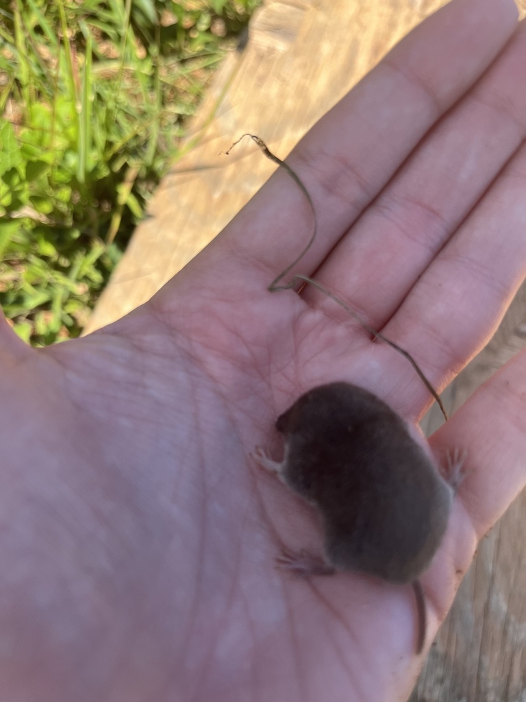 North American Least Shrew from Marine Corps Base - Headquarters ...