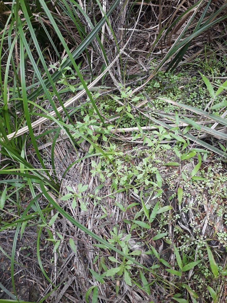 Centipeda minima minima in December 2018 by Marley Ford. One plant seen ...