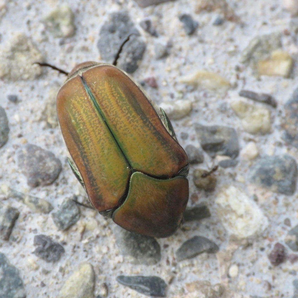 Cotinis pauperula from Zihuatanejo de Azueta, Guerrero, Mexico on July ...