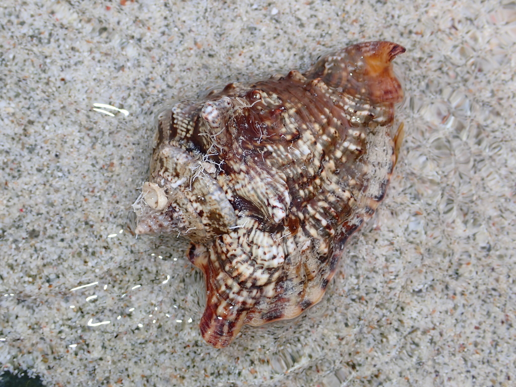 Hawkwing Conch from Central, St John 00830, USVI on June 29, 2023 at 12 ...