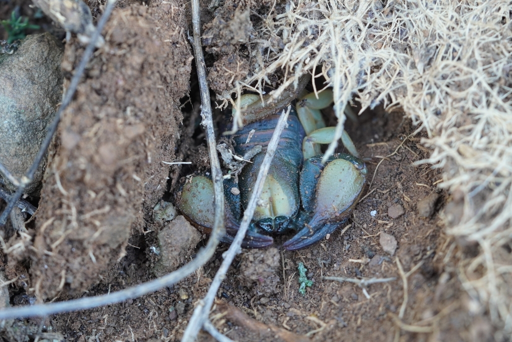 Karoo Burrowing Scorpion from Montagu, 6720, South Africa on July 5 ...