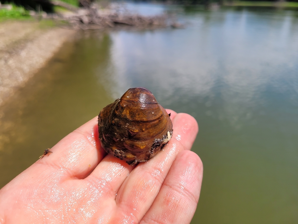 Pimpleback from Roscoe, IL 61073, USA on July 4, 2023 at 02:21 PM by m ...