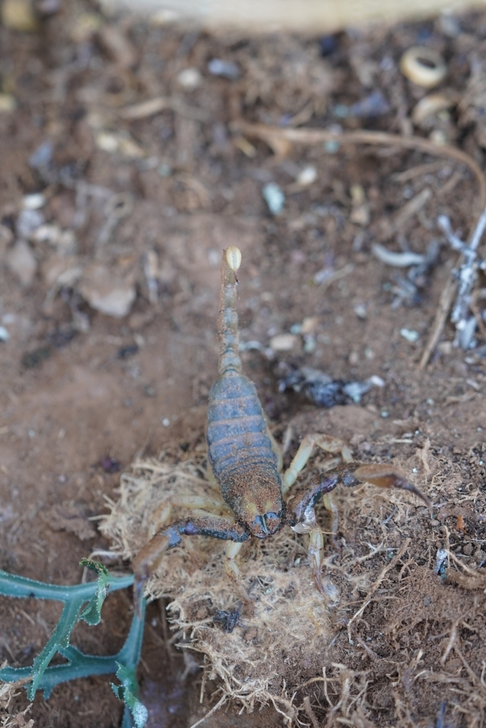 Karoo Burrowing Scorpion from Montagu, 6720, South Africa on July 5 ...