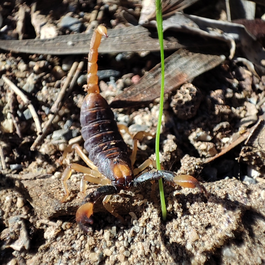 Karoo Burrowing Scorpion from Montagu, 6720, South Africa on July 5 ...