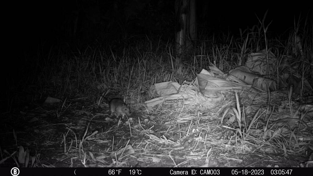 Black Rat from Guayaquil, Ecuador on May 18, 2023 at 03:05 AM by ...