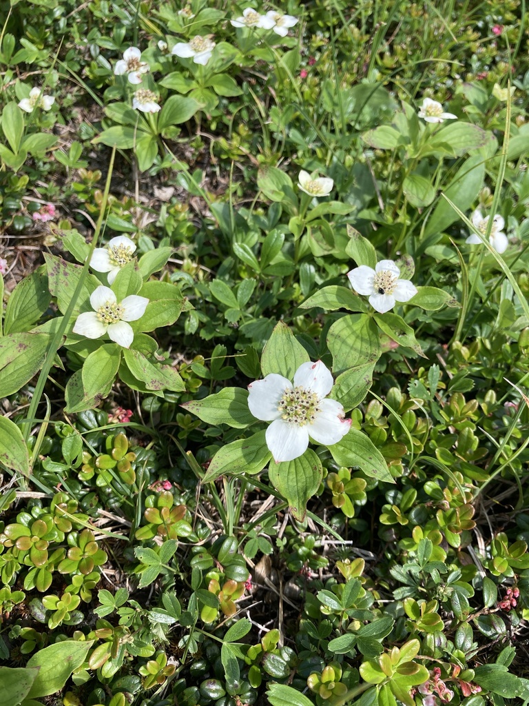 Canadian bunchberry from White Mountain National Forest, Randolph, NH ...