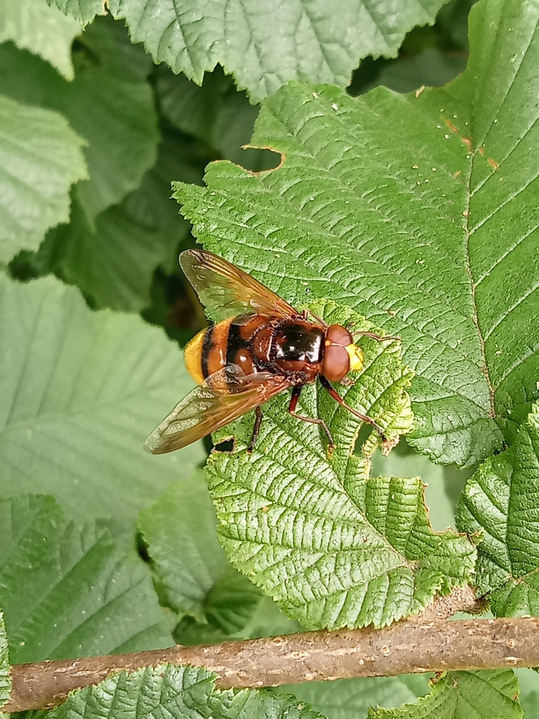 Hornet Mimic Hover Fly from Chapel Way, Coppull, Chorley PR7 4ND, UK on ...