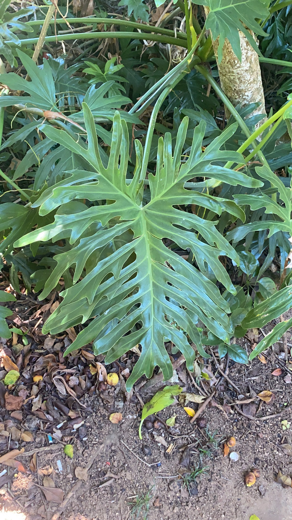 Tree Philodendron from Southampton Parish, Bermuda on August 25, 2022 ...