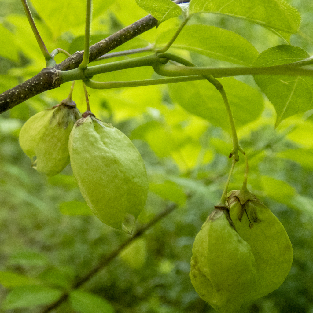 American bladdernut from Shepard Settlement, Onondaga County, NY, USA ...