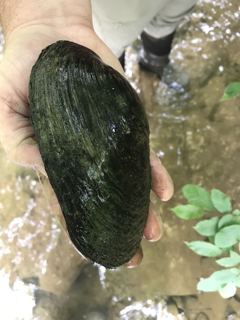 River Mussels from Belmont County, OH, USA on June 22, 2023 at 10:10 AM ...