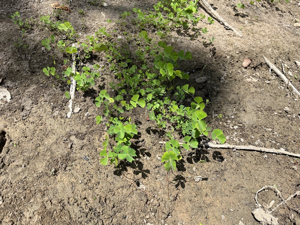 Helicopter Ferns from Roanoke, TX, US on July 5, 2023 at 11:43 AM by ...