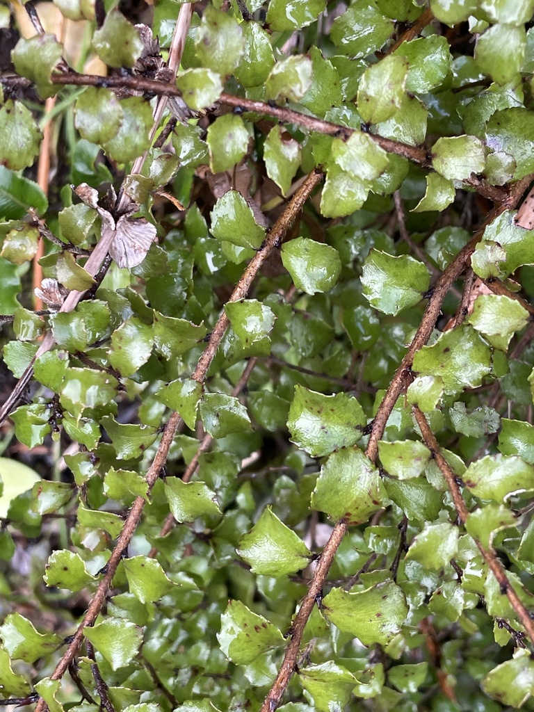 bush snowberry from Kaingaroa Forest, Murupara, Bay of Plenty, NZ on ...