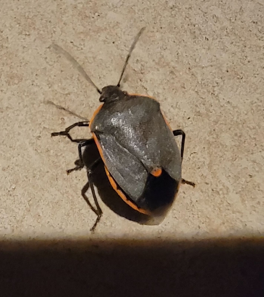 Conchuela Bug from Westgate Heights, Albuquerque, NM 87121, USA on July ...