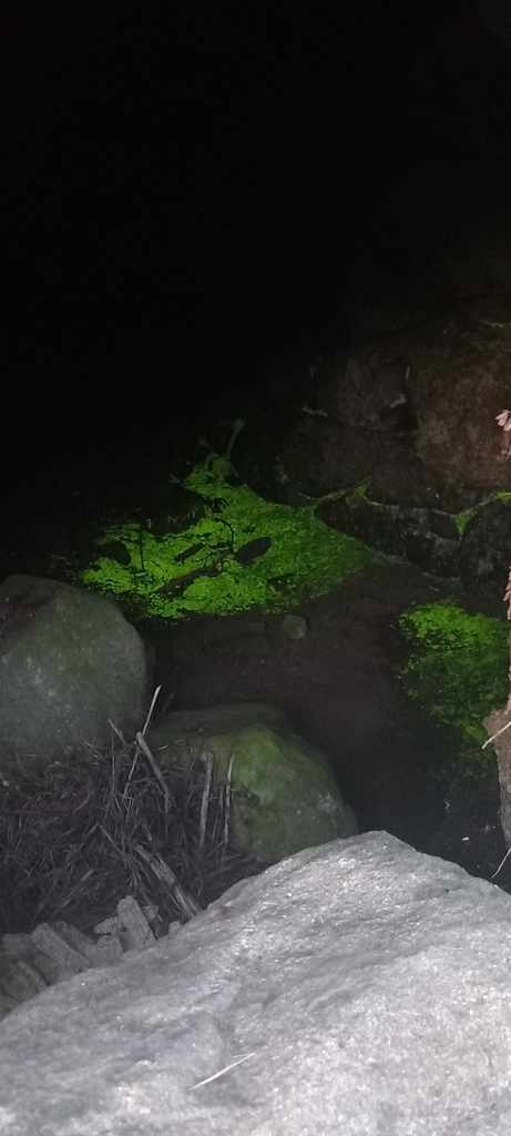 Luminous Moss in July 2023 by Alejandro López Núñez · iNaturalist