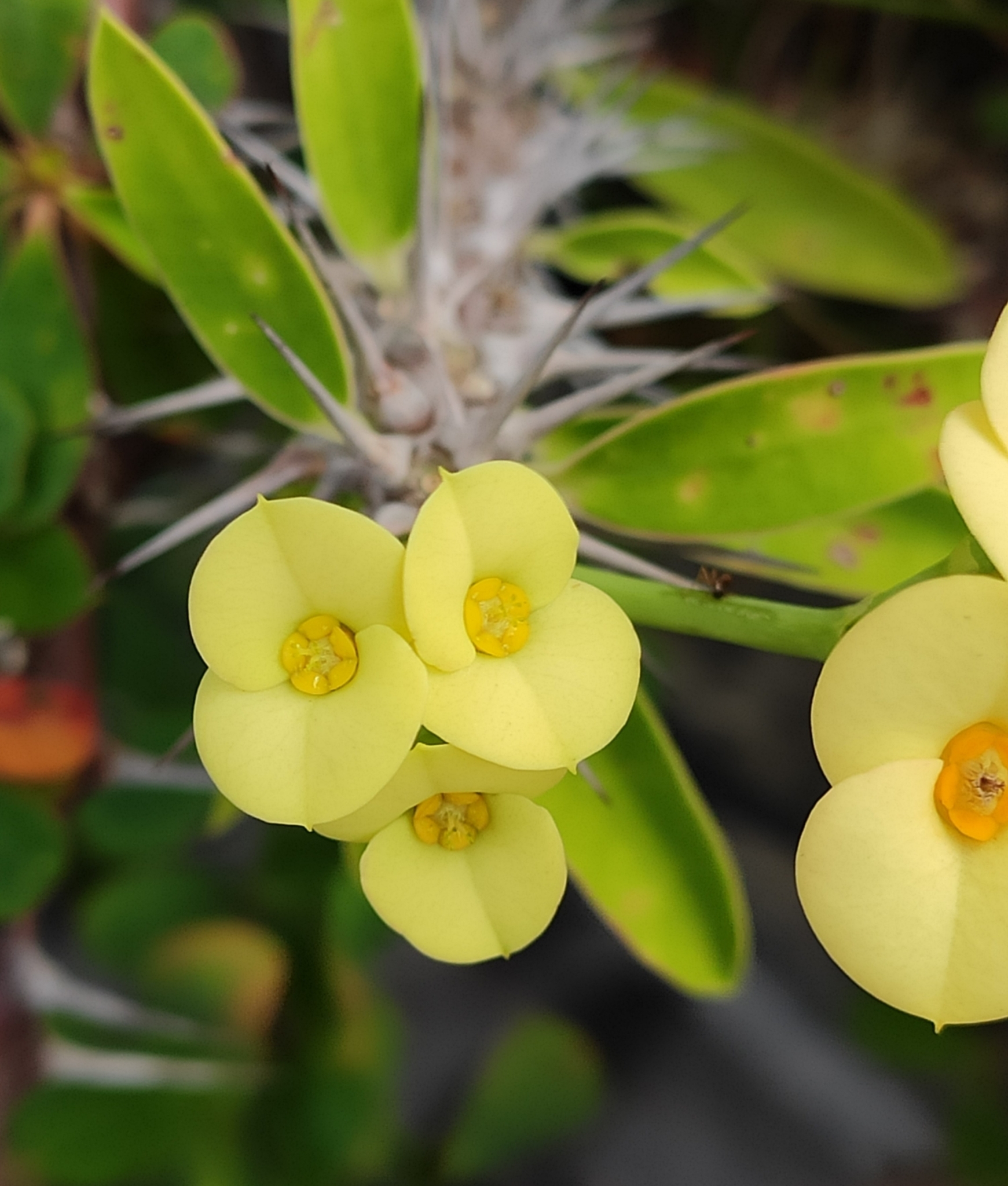 Dwarf Crown Of Thorns Plant