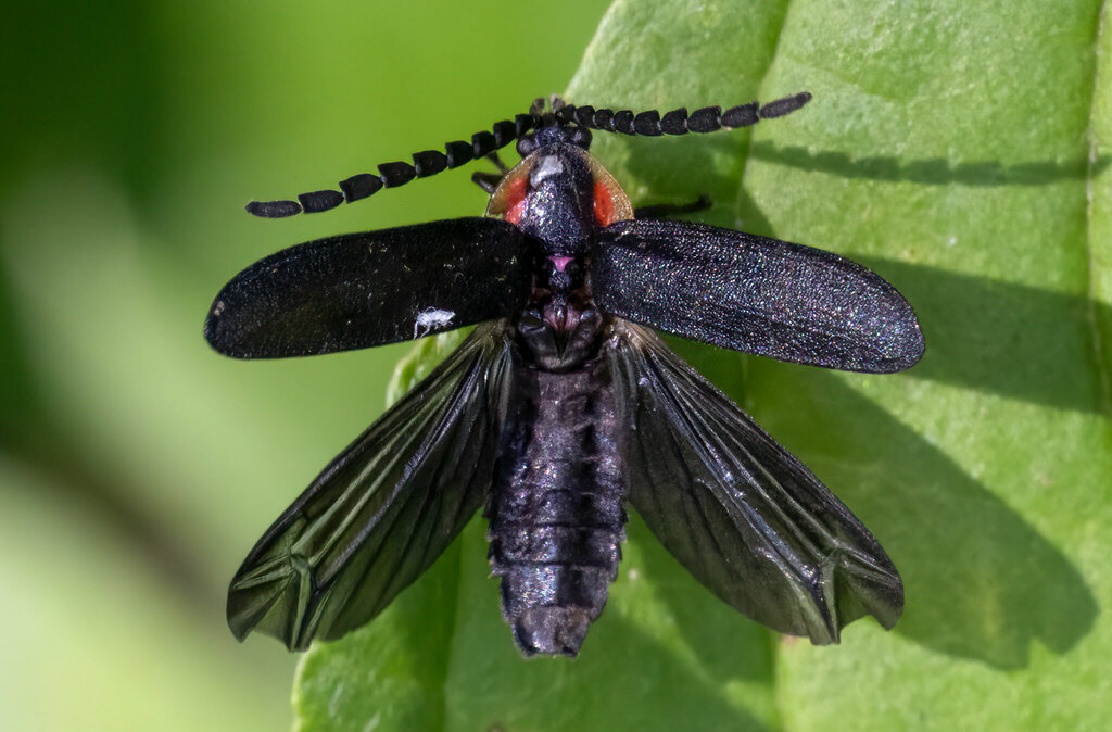 Black Firefly from Saint-Bruno-de-Montarville, QC, Canada on July 5 ...