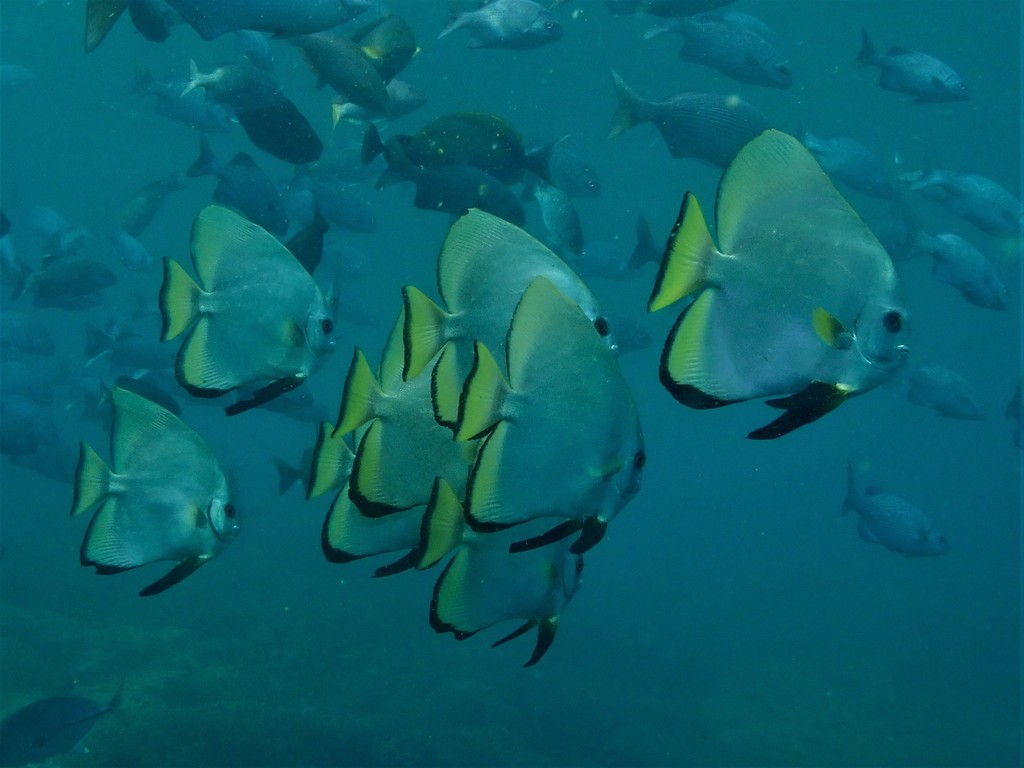 Golden Spadefish (Platax boersii) - Marine Life Identification