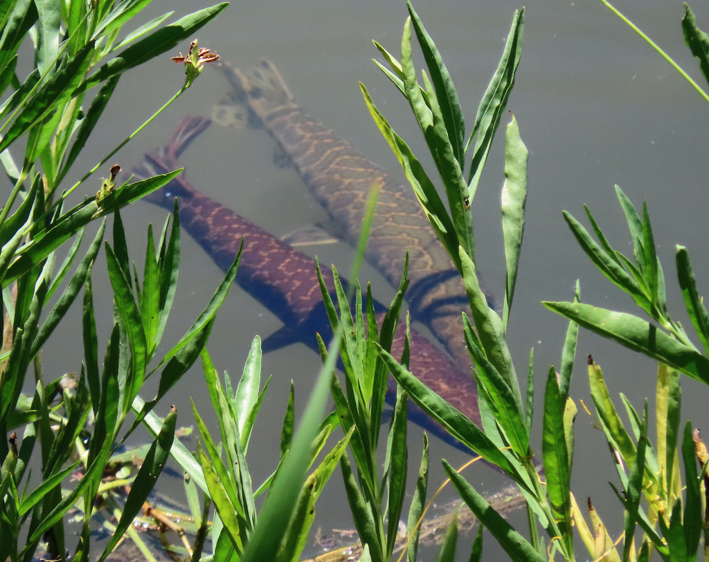 Spotted Gar from Medicine Park, OK, USA on June 18, 2023 at 01:57 PM by ...