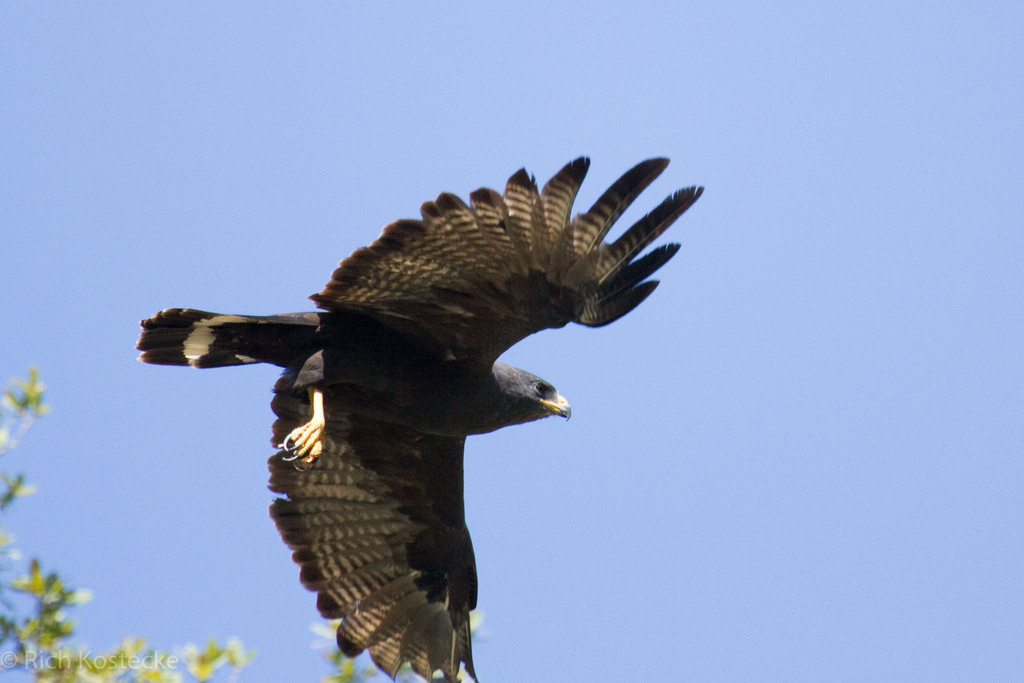 Zone-tailed Hawk from Bandera County, TX, USA on September 8, 2011 at ...