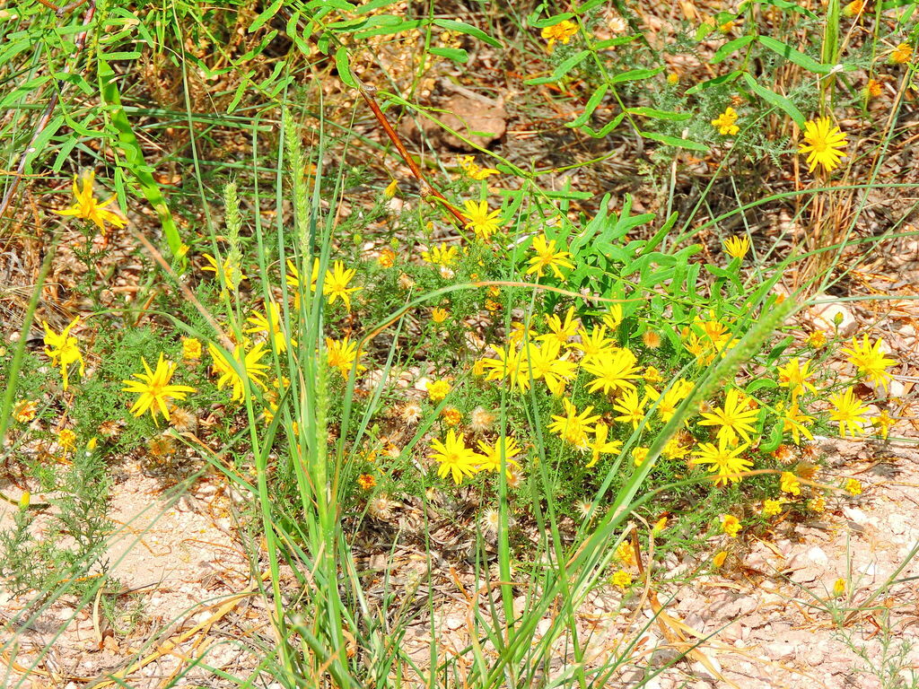 Spiny Goldenweed from Lynn County, TX, USA on June 24, 2023 at 10:59 AM ...