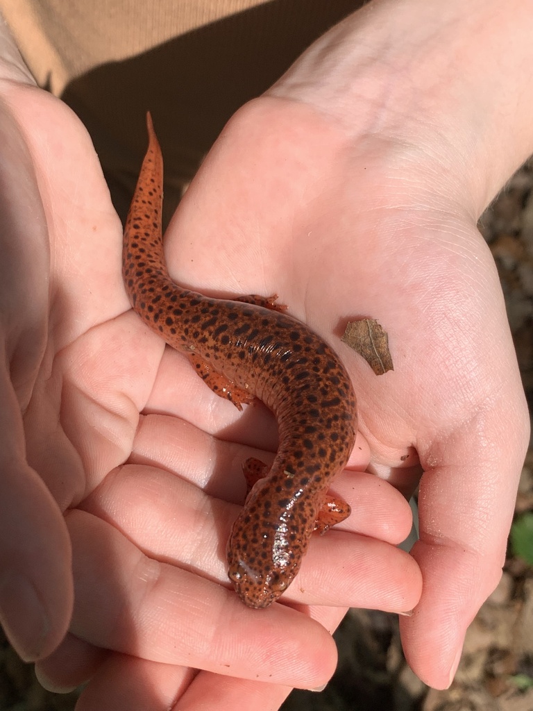 Red Salamander from Hanging Rock State Park, Walnut Cove, NC, US on ...