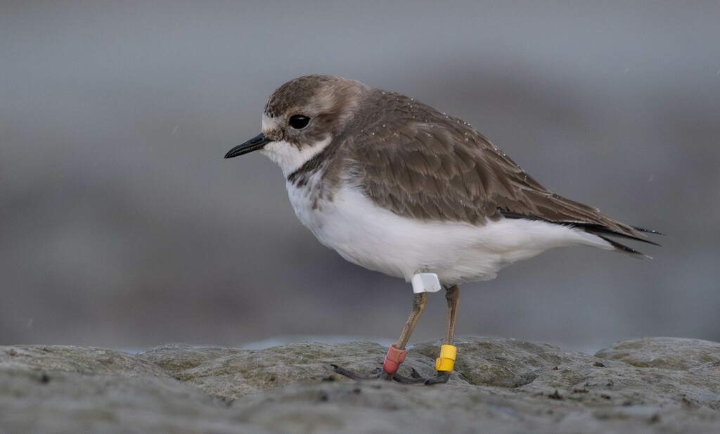 New Zealand Double-banded Plover in July 2023 by Ben Ackerley · iNaturalist