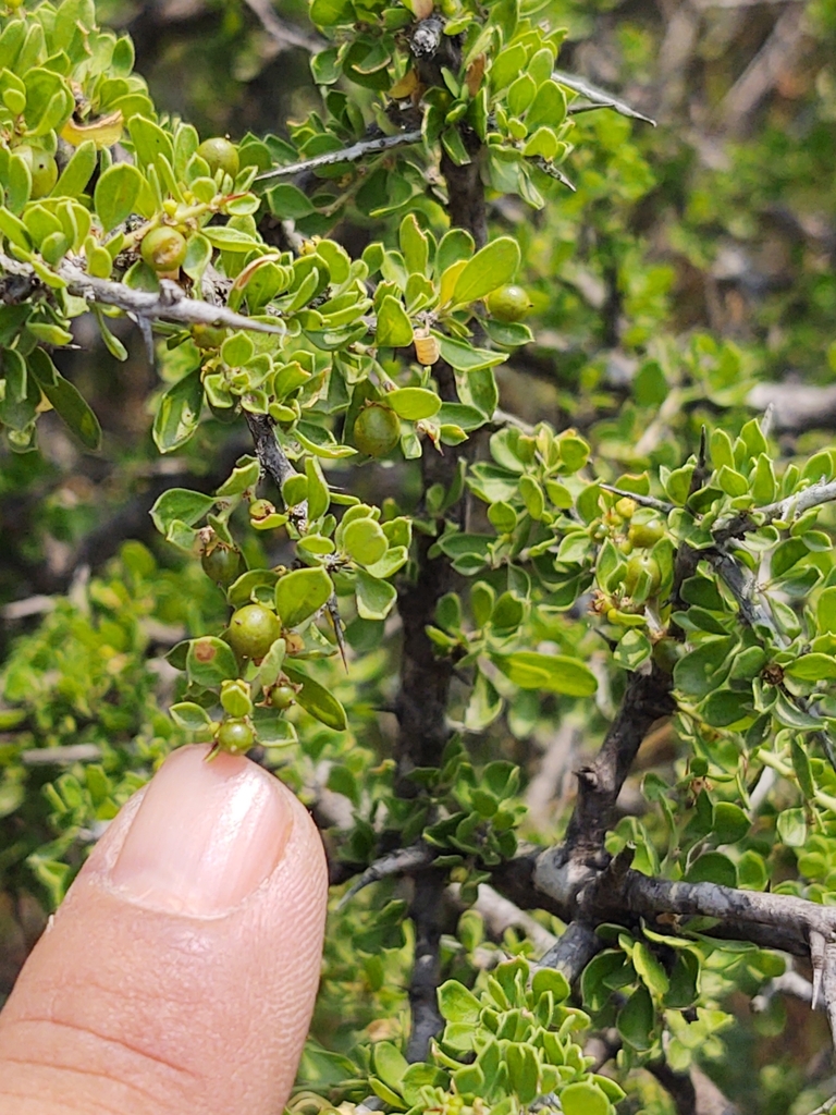 Green Condalia from Santa Catarina, MX-NL, MX on July 4, 2023 at 01:56 ...