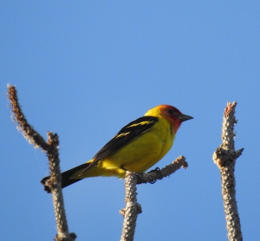 Western Tanager from Custer Gallatin National Forest, Volborg, MT, US ...