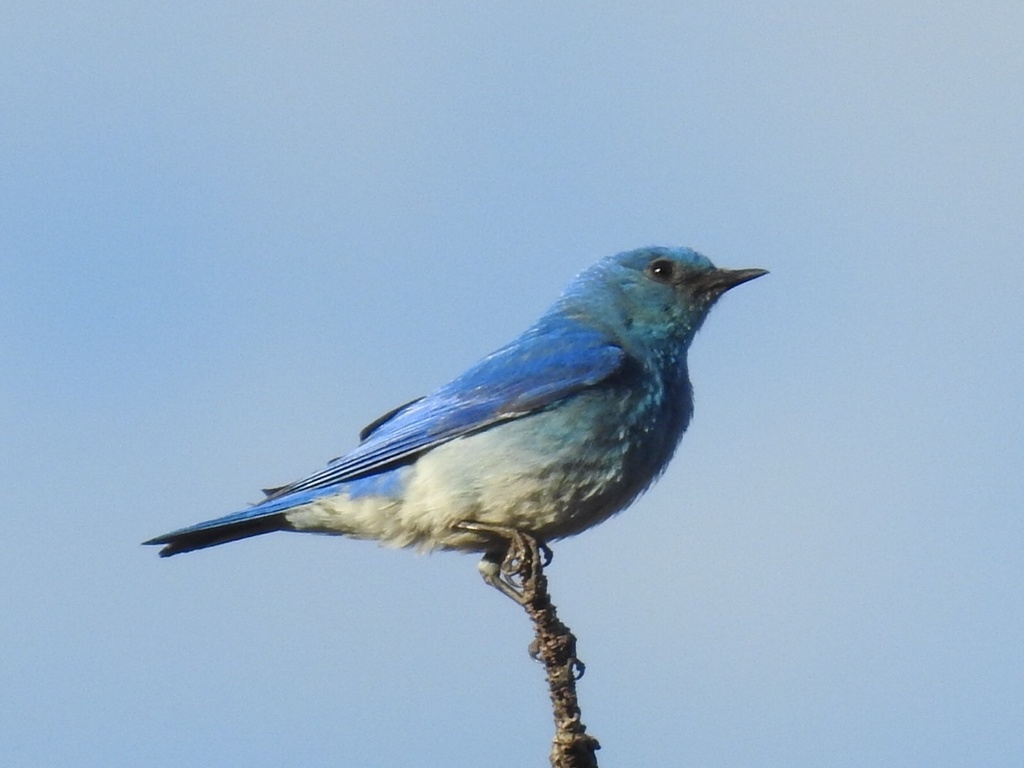 Mountain Bluebird from Custer Gallatin National Forest, Volborg, MT, US ...