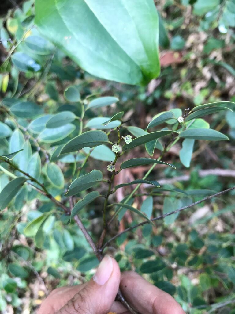 coffee bush from Bundagen NSW 2454, Australia on June 28, 2018 at 02:53 ...