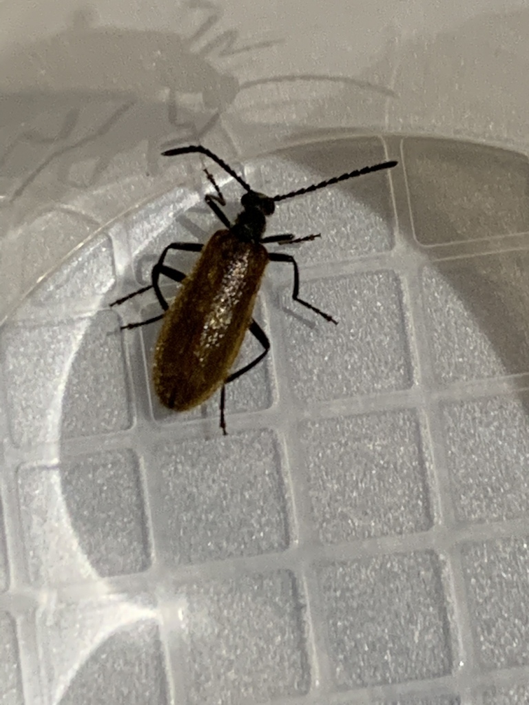 Rough-Haired Lagria Beetle from Lambeth, London, UK on July 5, 2023 at ...