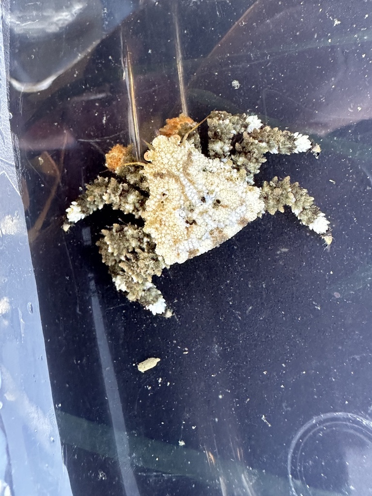 Heart Crab from Whidbey Island, WA, US on July 5, 2023 at 11:07 AM by ...