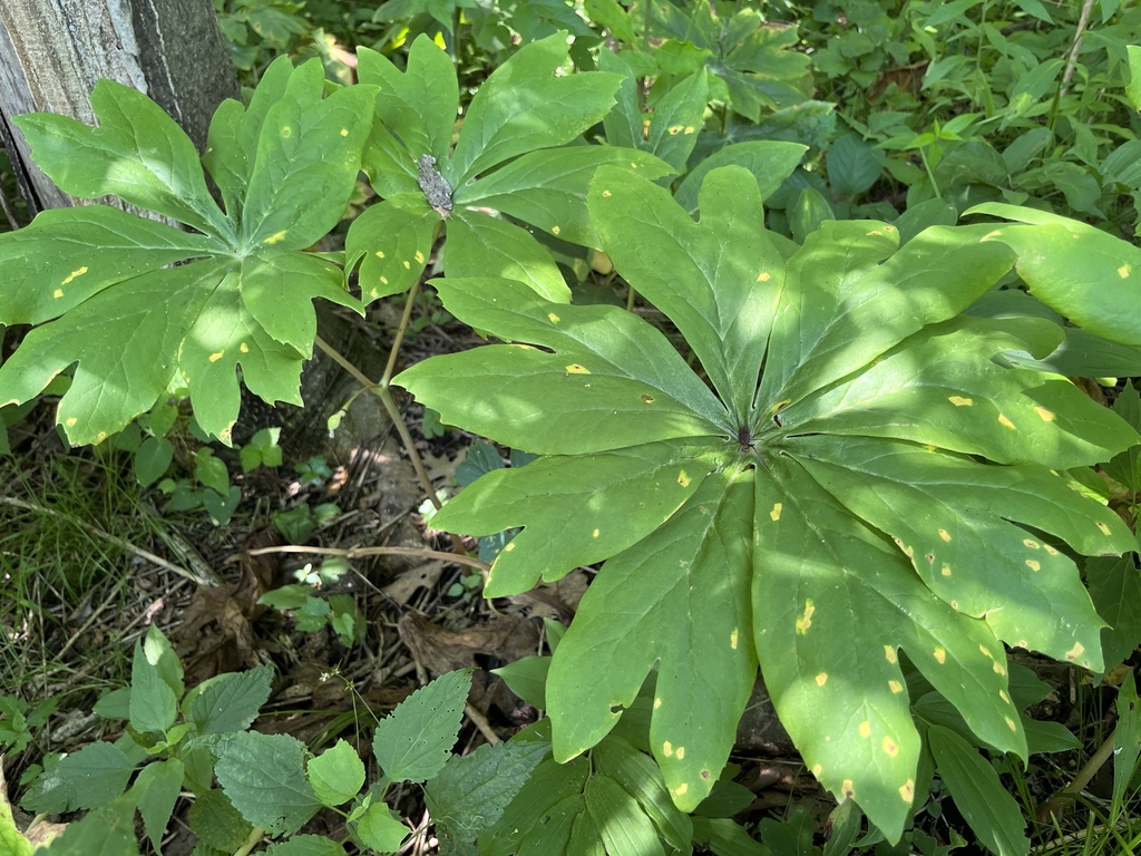 mayapple from Nichols Arboretum, 安娜堡, MI, US on July 4, 2023 at 11:49 ...