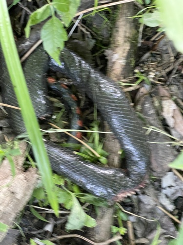 Western Mudsnake (Farancia abacura reinwardtii) - Snakes and Lizards