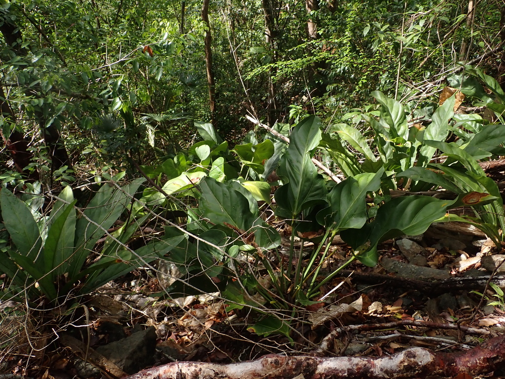 Anthurium × selloanum from Great Cinnamon Bay, St John 00830, USVI on ...
