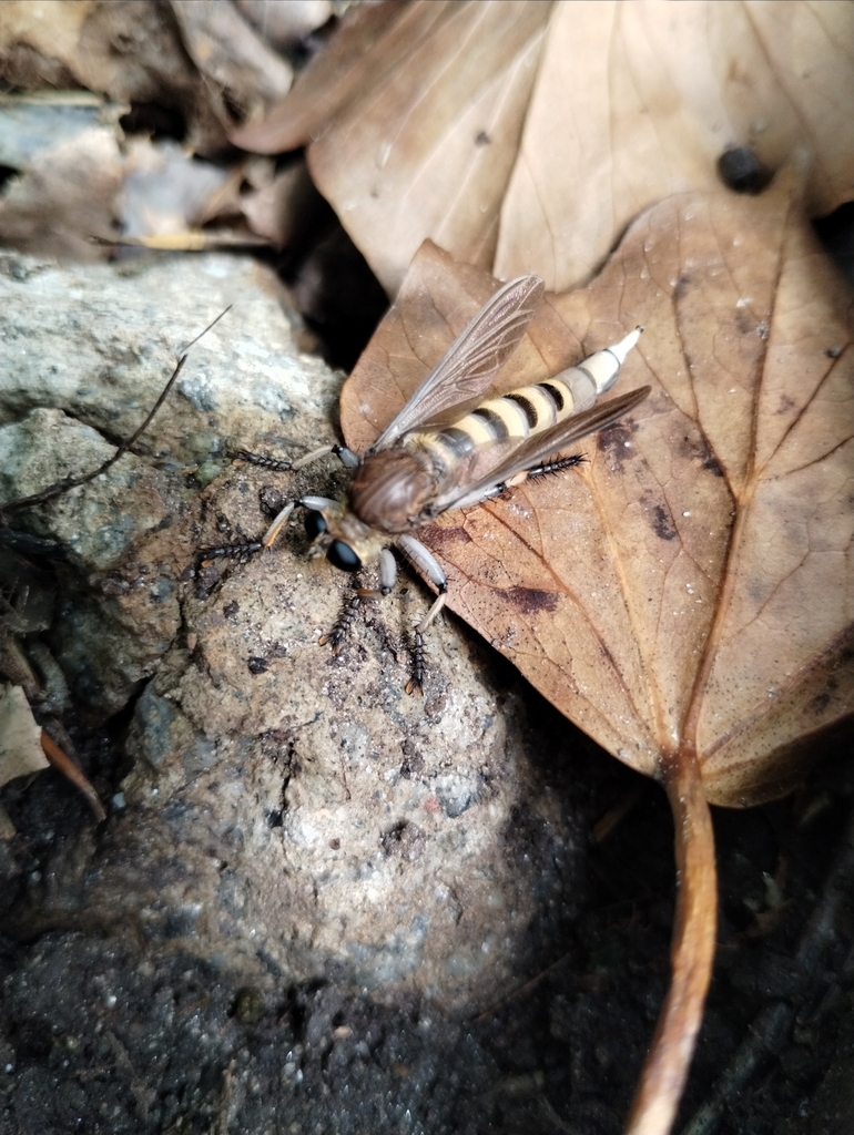 Red-footed Cannibal Fly from Duluth, GA, USA on July 5, 2023 at 10:30 ...