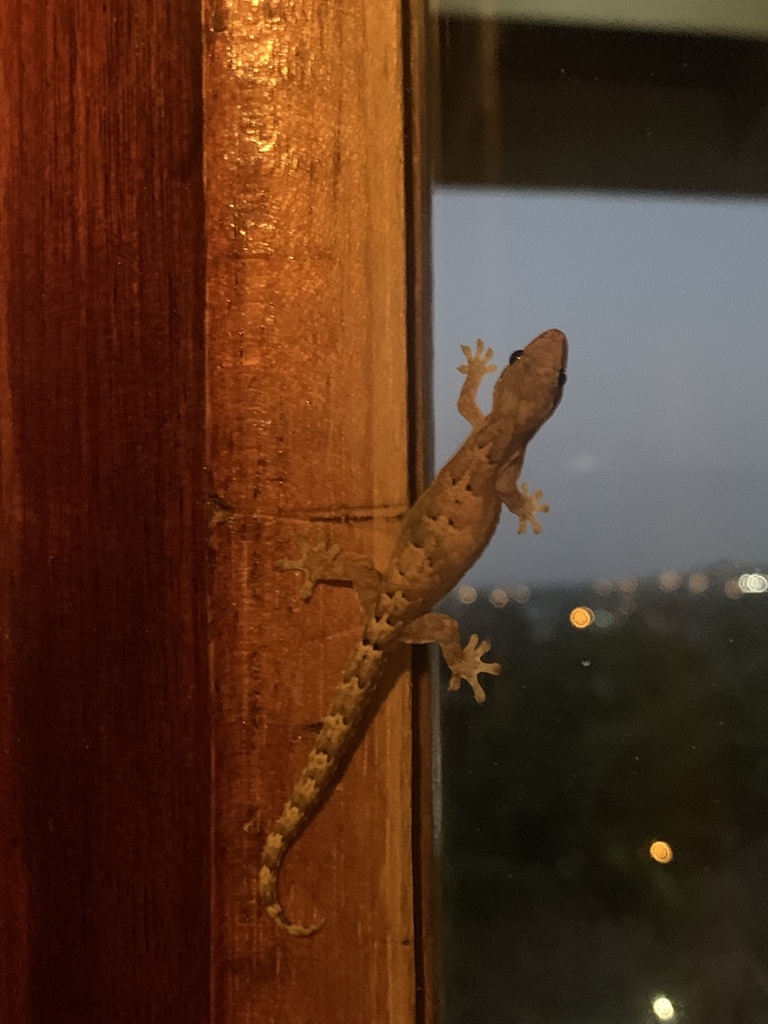 Mourning Gecko from Tobago, Trinidad and Tobago, TT on July 5, 2023 at ...