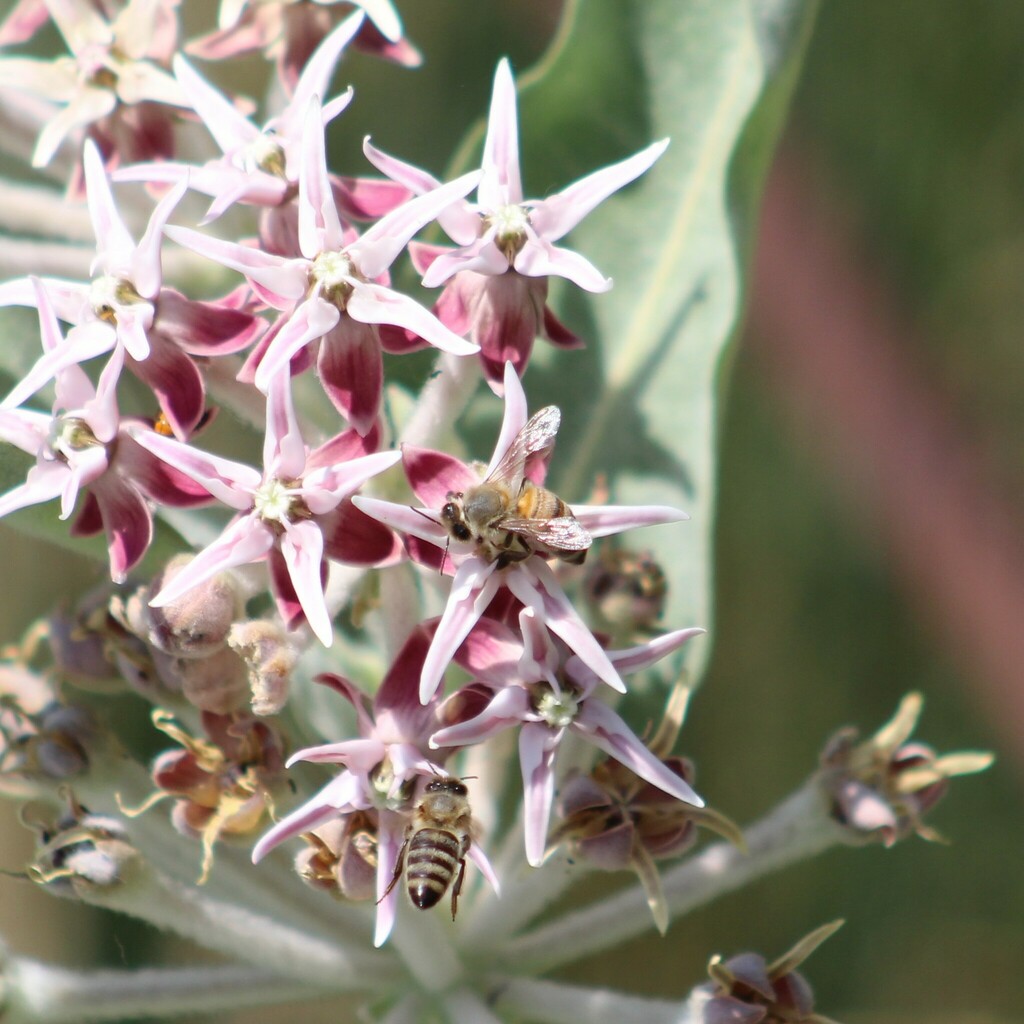 Western Honey Bee from Canyon County, ID, USA on July 5, 2023 at 03:45 ...
