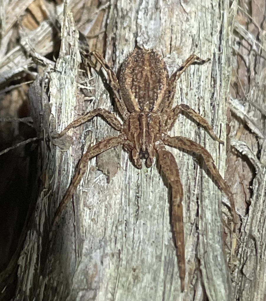 Cambridge's Crab Spider from Macrozamia Dr, Clagiraba, QLD, AU on July ...