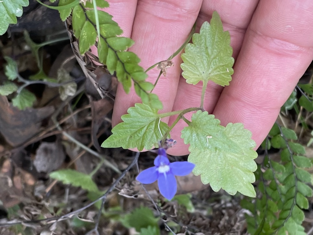 forest lobelia from Carnarvon National Park, Carnarvon Park, QLD, AU on ...