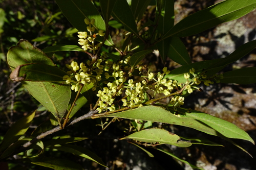 Veined Mock-olive (Notelaea venosa) · iNaturalist United Kingdom