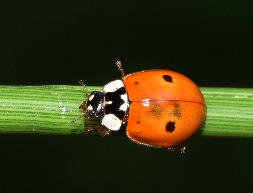 Ladybug ate my flesh? Washington state, USA : r/insects
