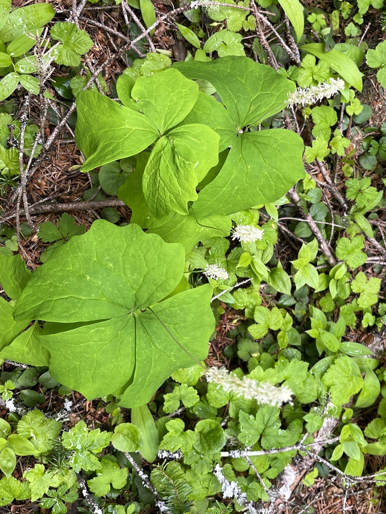 vanilla leaf from Mount Rainier National Park, Ashford, WA, US on June ...