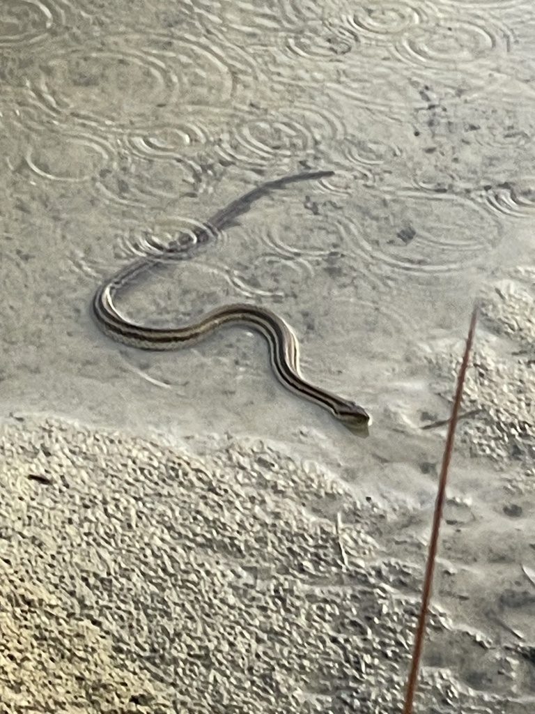 Saltmarsh Snake from Cape San Blas Rd, Port Saint Joe, FL, US on July 5 ...