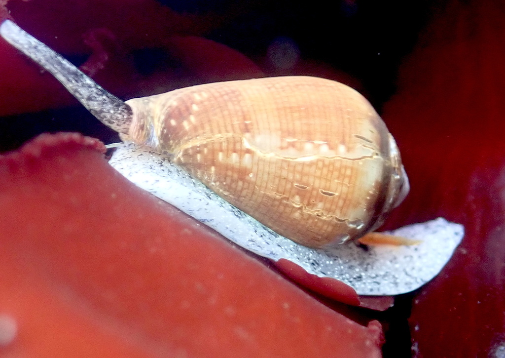 California Cone from San Mateo County, CA, USA on July 5, 2023 at 08:20 ...